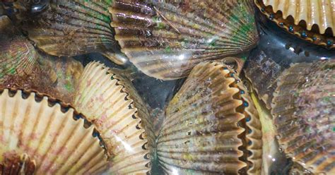 Scalloping In The Summertime In Citrus County Fl Discover Crystal River