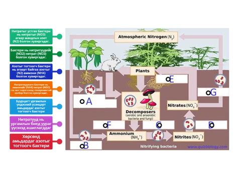Азотын эргэлт Labelled Diagram