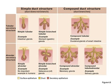 Glands Structure Histology Tissue Types Glands Tissue