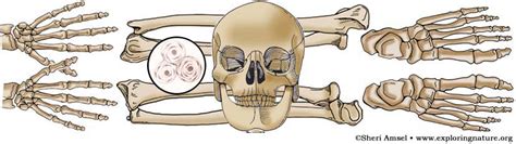 Skeletal System