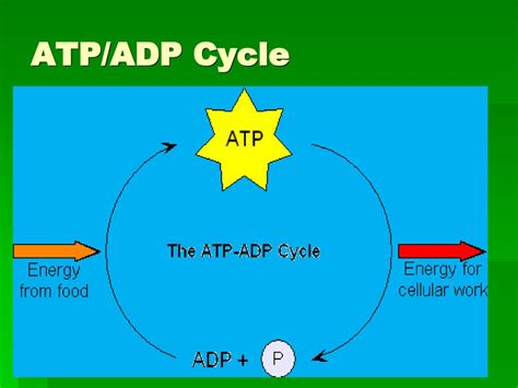 Energy And Photosynthesis Ppt Download