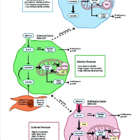 Heterogeneous Cellular Energy Metabolism Within Breast Cancer Cells Download Scientific