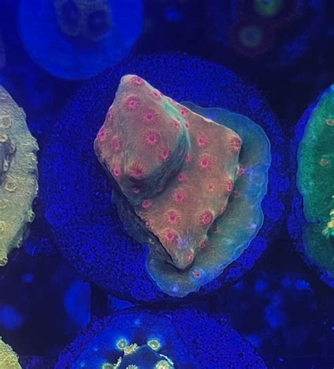 Rainbow Cyphastrea