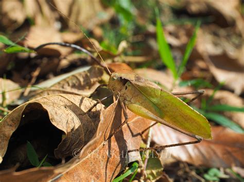 寄生バチとヤママユ 新開孝の昆虫手帖