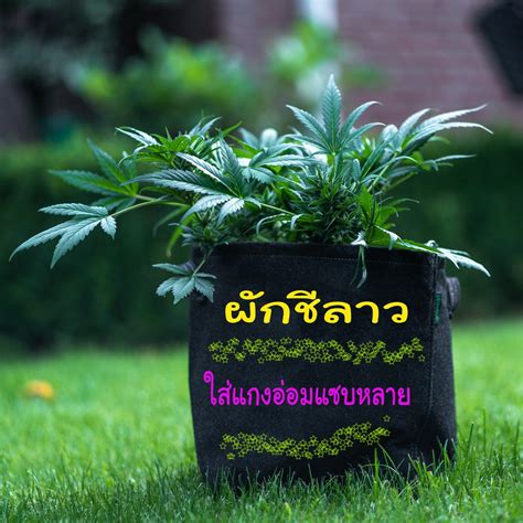 กัญชาขับปัสสาวะหรือทำให้ฉี่บ่อยจริงหรือไม่
