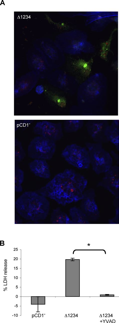 Y Pestis Infection Induces Pyroptosis In Activated Download