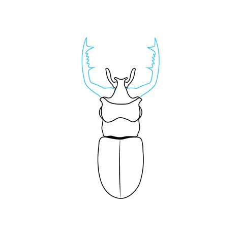 How To Draw A Beetle Step By Step