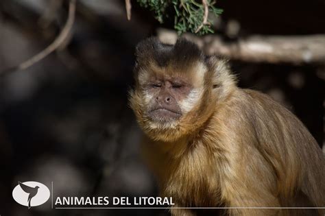 Animales Del Litoral Argentino Aves Del Litoral Daniel Benitez