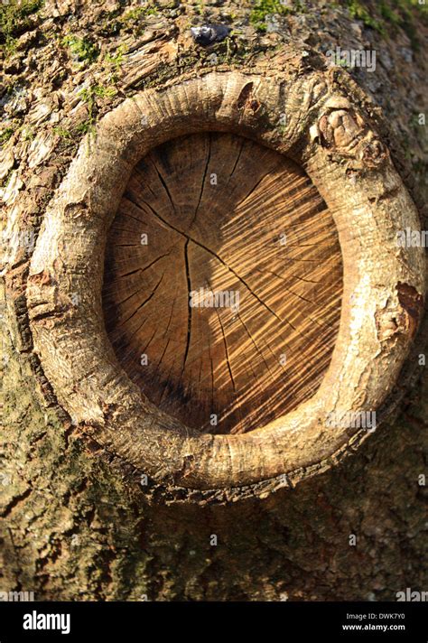 A Ring Formed In The Trunk Of An Old Tree In Sevenoaks Country Park Stock Photo Alamy