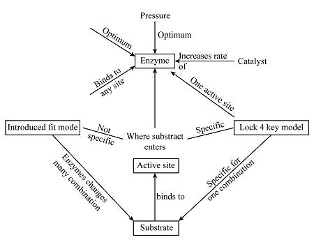 Draw Out A Concept Map For The Function Of An Enzyme Homework Study Com