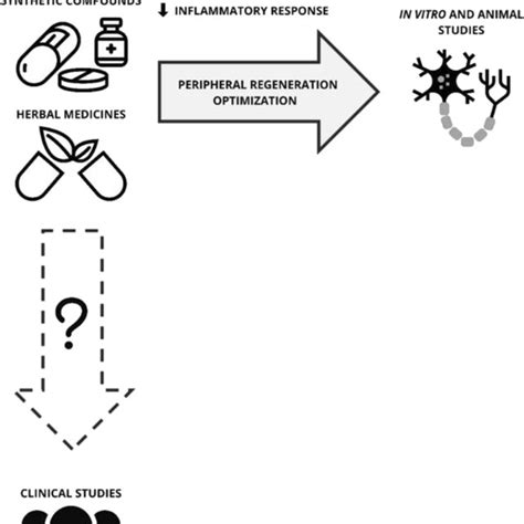 Peripheral Nerve Regenerative Approach There Is An Interdependence Download Scientific Diagram