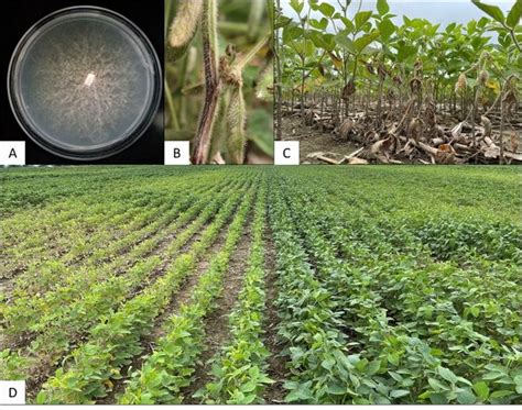Soybean Phytophthora Rot Resistance Genes Have Become Less Effective