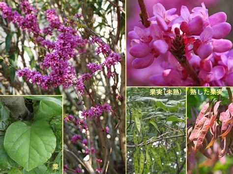 野山の草花木々の花植物検索図鑑 ハナズオウ