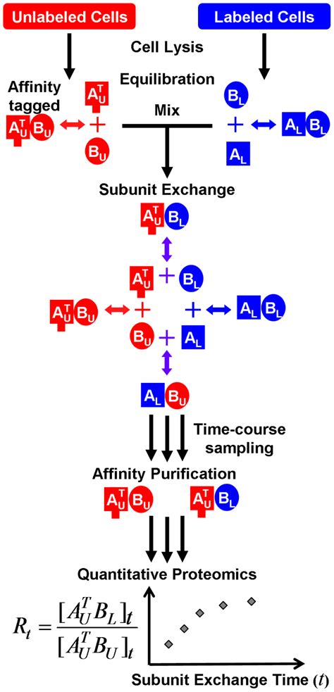Overview Of The Mase Method The System For A Heterodimeric Complex