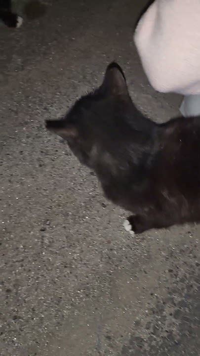 친해지고 싶은 자 친해지기 부담스러운 자 고양이 길냥이 개냥이 Youtube