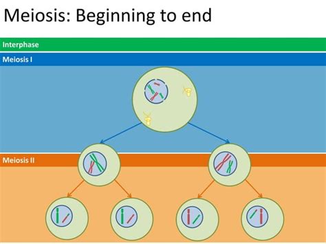 Meiosis Presentation Ppt