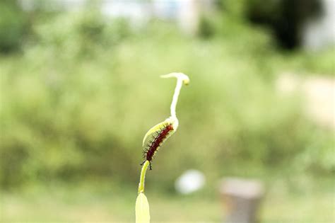 昆虫 毛虫 昆虫学 Pixabay上的免费照片 Pixabay