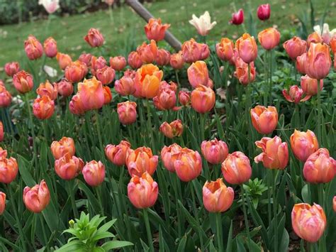 常见但容易被误解的疾病——红眼病 知乎