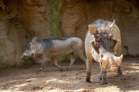Bioparc Valencia incorpora una nueva pareja de facóquero el conocido