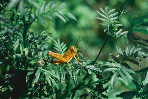 Closeup Shot Of A Grasshopper On The Green Wild Plant Leaves Stock