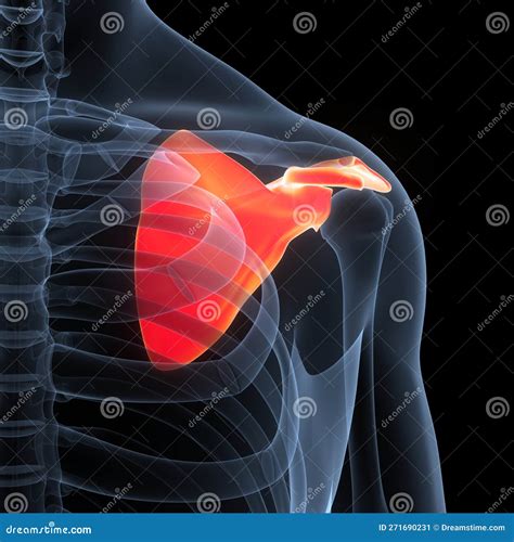 Human Skeleton System Scapula Bone Joints Anatomy Stock Image