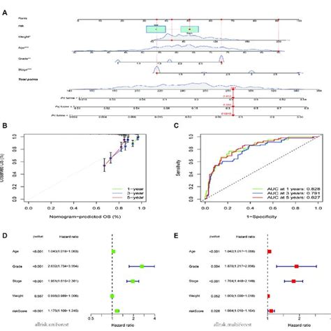 Nomogram Model Construction And Prognostic Factor Analysis A A