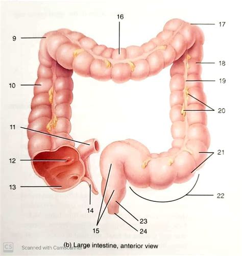 Biol L Large Intestine Anterior View Labeling Diagram Quizlet