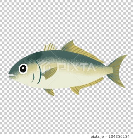 鰤魚插畫素材 插圖素材 104856154 PIXTA圖庫
