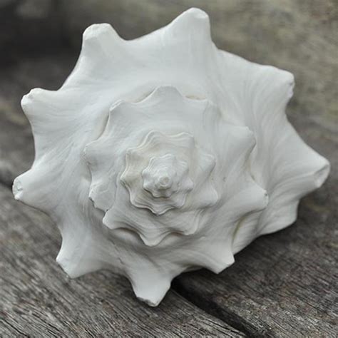 Womens Stories Mae Chee Kaew Fully Realized Arahant R Buddhistwomen