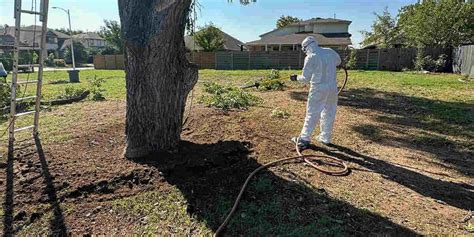 Is Deep Root Fertilization Necessary Top Signs To Look For