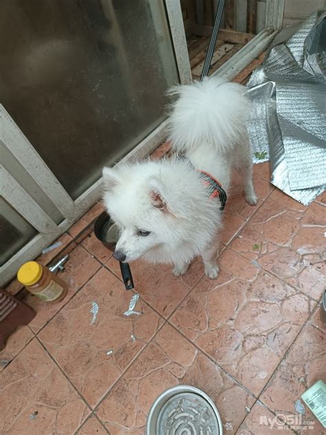 这谁家的狗丢了 猫狗总动员 梦溪论坛 镇江时事招聘求职社区房产装修美食摄影 汽车摄影运动女性征婚