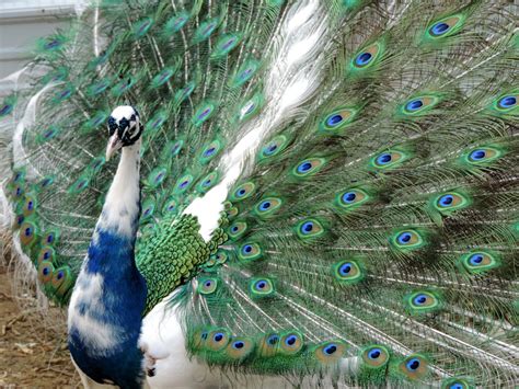 Peafowl 201 Further Genetics Colors Patterns And More