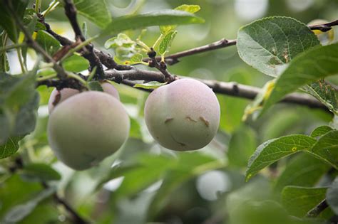 흐릿한 배경에 비가 내린 후 물방울이있는 녹색 익은 사과로 Apple 지점 클로즈업 가을에 대한 스톡 사진 및 기타 이미지
