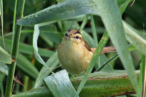 黑眉葦鶯 Black Browed Reed Warbler 澳門生態網