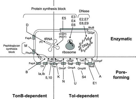 Schematic Summary Of Reception Translocation And Mode Of Action Of Download Scientific