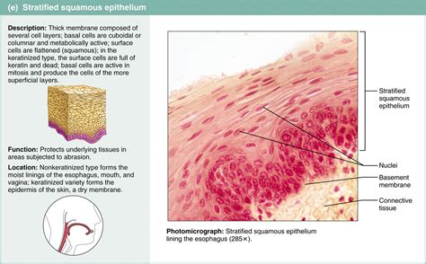 Which Type Of Tissue Forms Glands At Brayden Woodd Blog