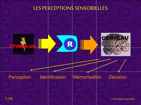 Ppt La Perception Sensorielle Powerpoint Presentation Free Download