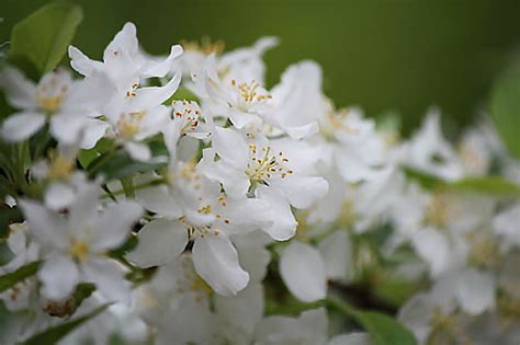 山に咲く白い花 樹木