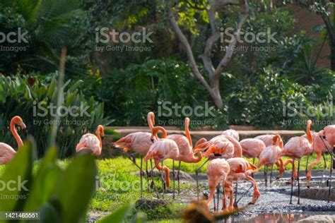 Phoenicopterus Ruber 분홍색 플라밍고 분수대에서 떨어지는 물 전경의 식물 멕시코 가축떼에 대한 스톡 사진 및