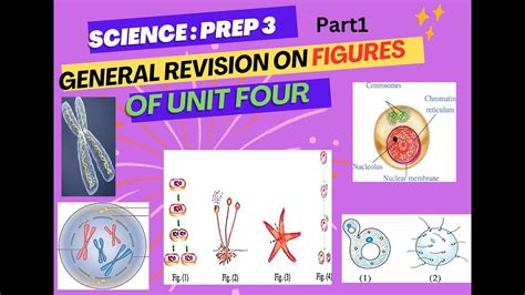 Science Prep3general Revision On Figures Of Unit Four From Exams 1st