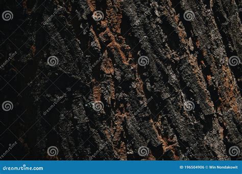 Textura De La Corteza Arbórea Foto de archivo Imagen de primer macro