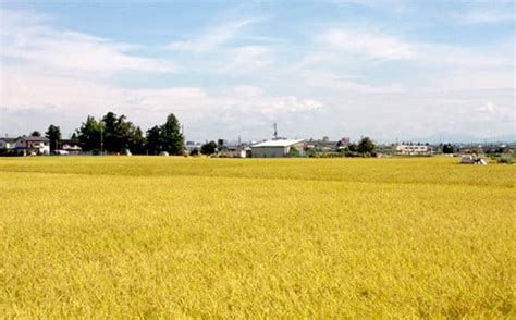 75 Bn053【3ヶ月連続お届け】新潟県長岡産コシヒカリ5kg（特別栽培米）【2025年1月中旬～下旬発送開始】 新潟県長岡市