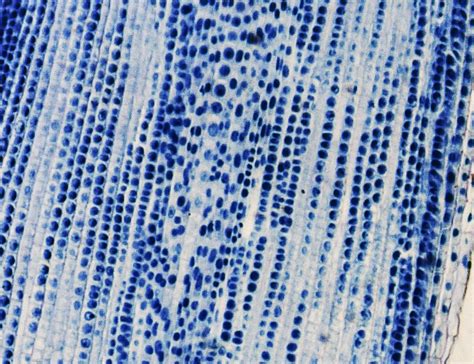 Pure Pga Pga Complex In Skincare Prequel