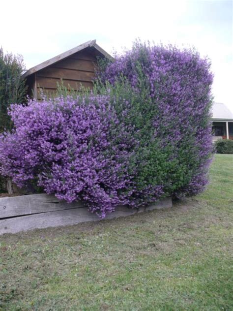Prostanthera ‘minty Native Mint Bush Gardening With Angus