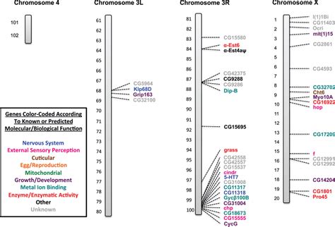Genes Containing Mutations Identified On The Fourth Chromosome 4 On Download Scientific