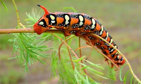 Monarch Butterfly Caterpillar
