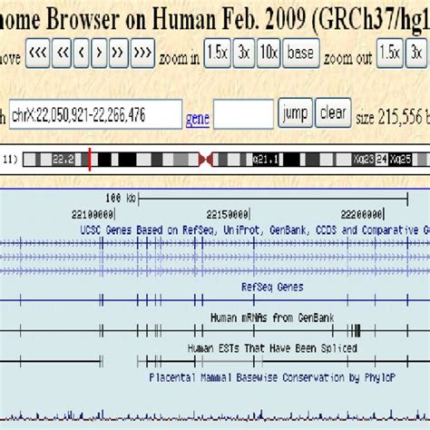 Locus And Length Of The Phex Gene On The Human X Chromosome Viewed In
