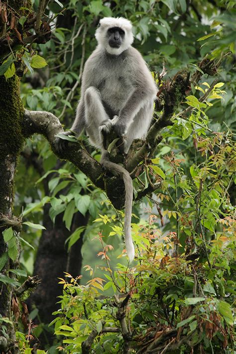 Semnopithecus Schistaceus Hodgson 1840 By Harikrishnan S On 7 July 2013