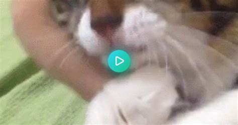Just Hold Me Hooman Cat Probably  On Imgur