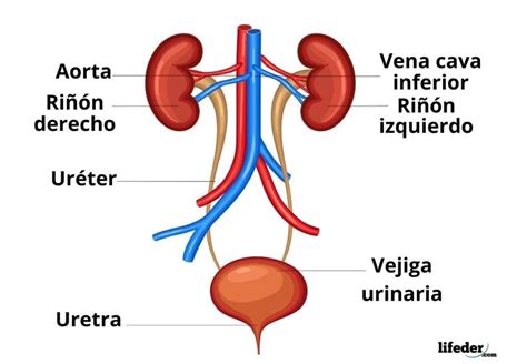 Sistema Excretor Dibujo